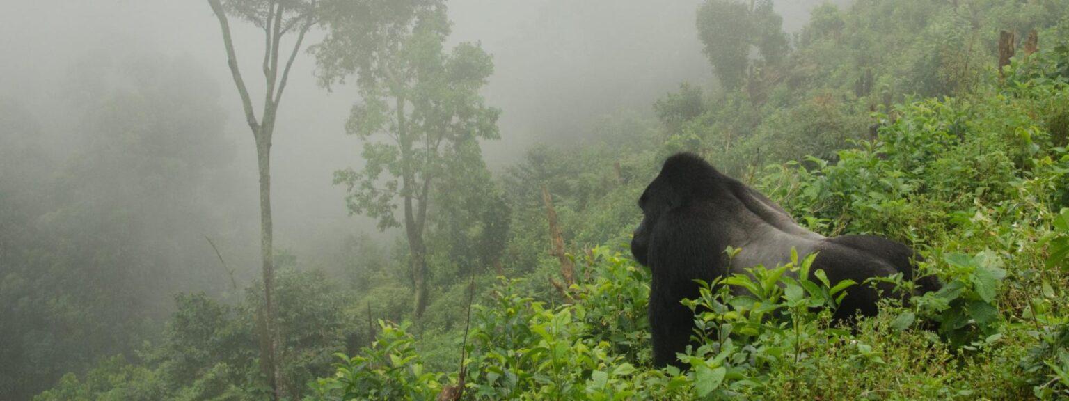 Uganda Safaris | Uganda Gorilla Trekking & Wildlife Safaris Tour